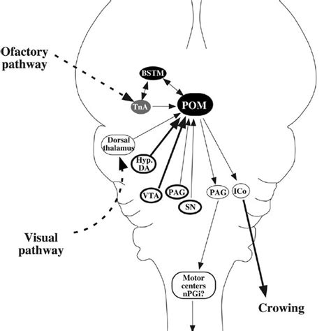 Schematic View Of The Neural Circuit Controlling Male Sexual Behavior