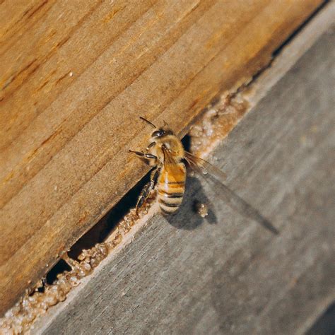 Bee Bricks Become Planning Requirement For New Buildings In Brighton