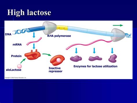 Gene Expression In Prokaryotespptx