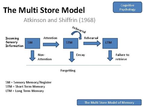 Cognitive Psychology The Multi Store Model Atkinson And