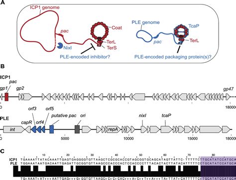 Figure 1 From A Phage Satellite Manipulates The Viral Dna Packaging