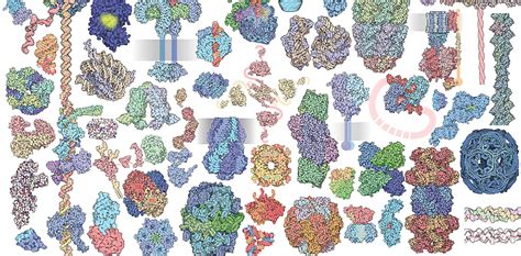 Protein Function In The Body