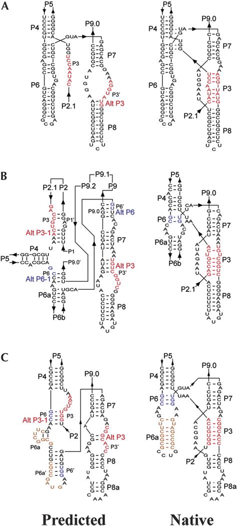 Fast Formation Of The P3 P7 Pseudoknot A Strategy For Efficient Folding Of The Catalytically