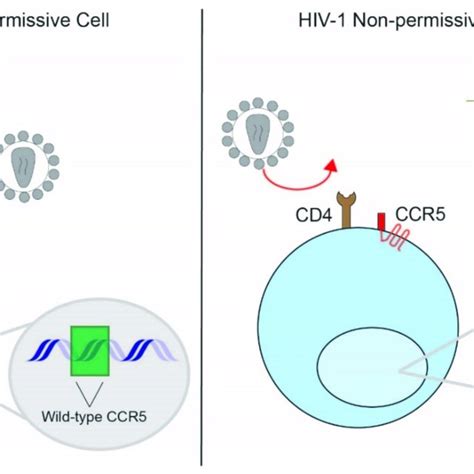 Pooled Versus Arrayed Crispr Cas9 Screens In Host Factor Discovery