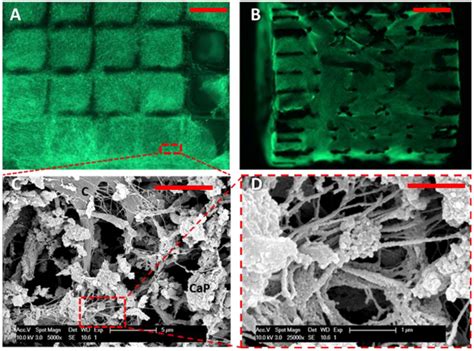 Processes Special Issue Design Of Bioreactor Systems For Tissue