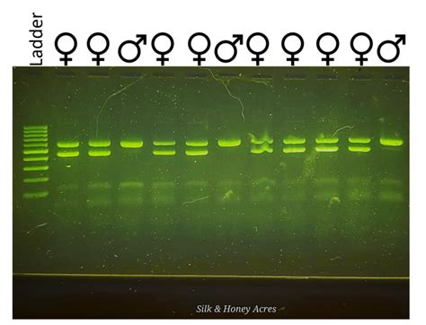 From Coop To Lab How A Passion For Poultry And Science Led To A