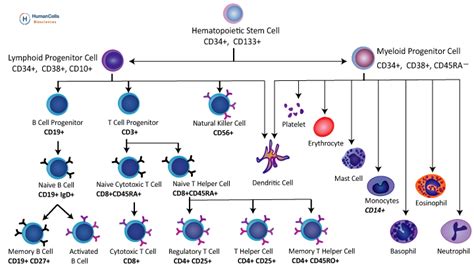 Buy Human Cord Blood Cd4 Cd45ra Naive T Cells Quality Low Price