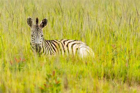 Mlilwane Nature Reserve Visit Pongola Kimkim