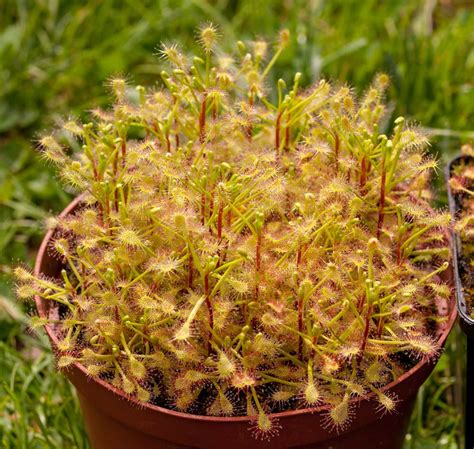 Drosera Leaf Cuttings Kulturformen Gesellschaft Für Fleischfressende Pflanzen E V