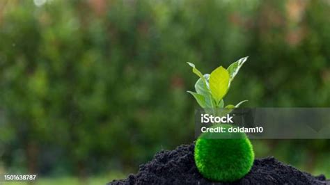 토양에서 자라는 어린 식물이나 나무 식물은 자연 생태계에서 성장합니다 어린 푸른 나무는 우리의 환경 시스템에 중요합니다 농업