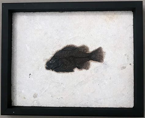 Cockerellites Liops Priscacara 0016 Geo Tools