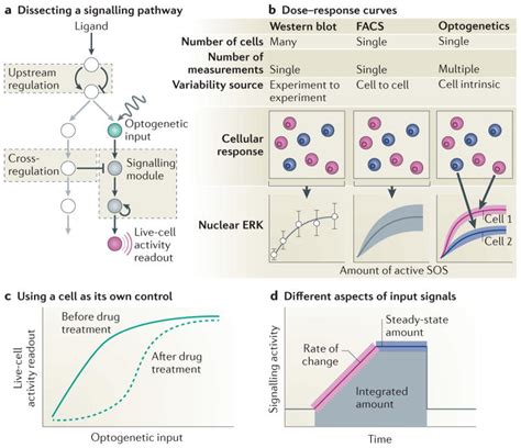 Illuminating Cell Signalling With Optogenetic Tools Pmc