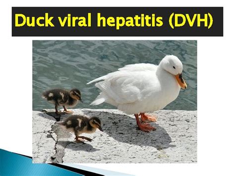 Duck Viral Hepatitis Dvh Definition Duck Viral Hepatitis