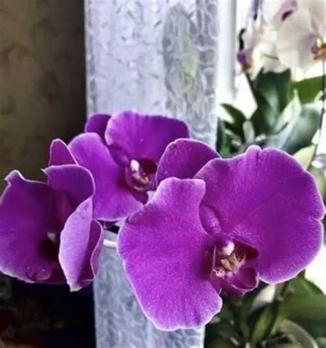 Орхидея фаленопсис Joyride | Festima.Ru - Мониторинг объявлений