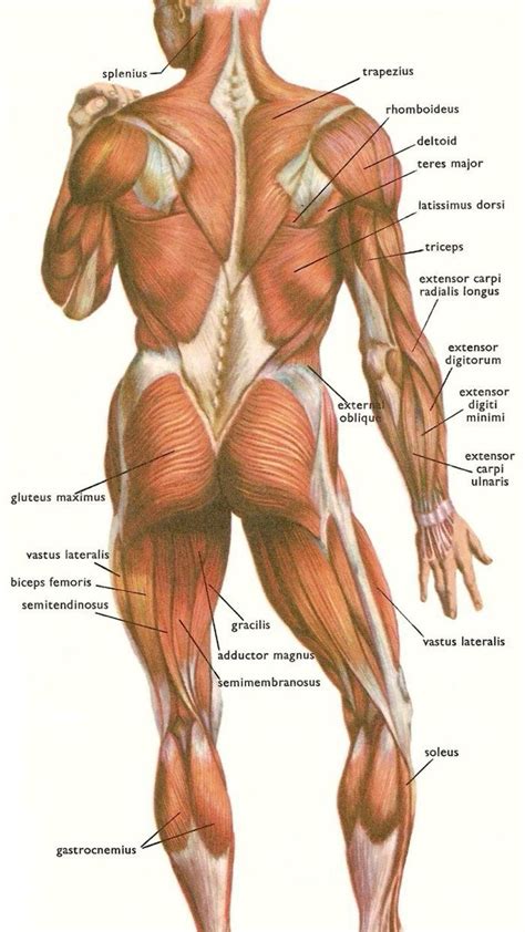 Human Body Integumentary System Artofit