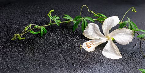 아름다운 꽃 델리케이트 인명별 하비스쿠스 녹색 잔가지 0명에 대한 스톡 사진 및 기타 이미지 0명 개념 개념과 주제 Istock