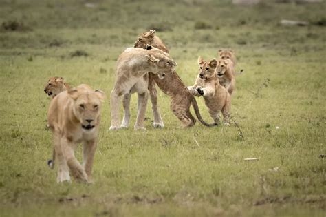 Lions Photography