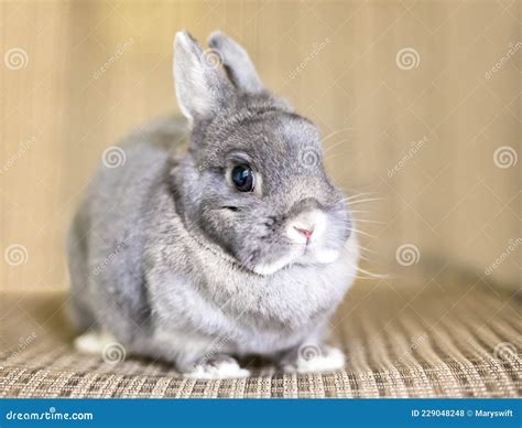 Grey Dwarf Rabbit
