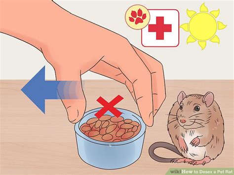 How To Desex A Pet Rat Steps With Pictures WikiHow Pet
