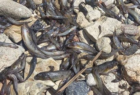 Екологи виявили причину замору риби у річці Південний Буг