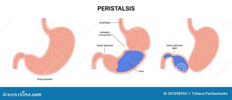 Peristalsis Movement Poster Stock Vector Illustration Of System