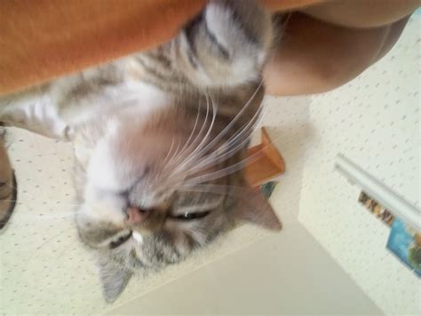 Wooki Collection Opensea