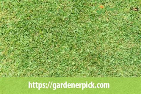 How To Revive St Augustine Grass 5 Easy Revival Methods