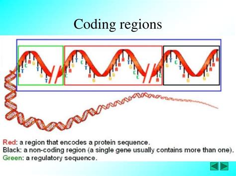 ppt coding regions powerpoint presentation free download id 6324354
