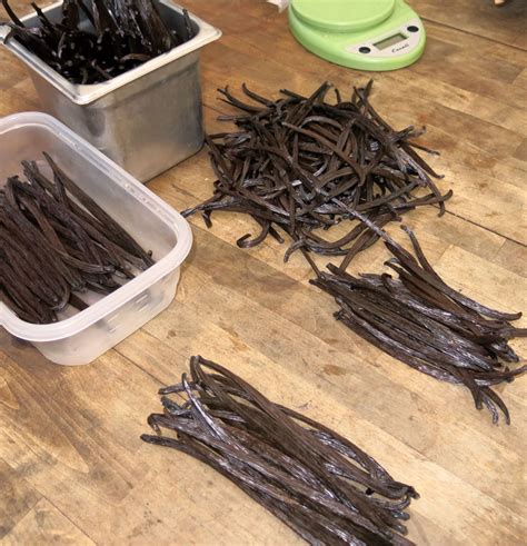 Vanilla Sorting The Vanillery Of Kauai