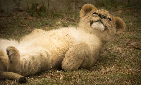 200000 Free Animal Cubs And Lion Cub Photos Pixabay