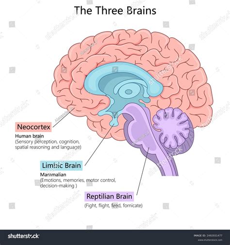 26 Neocortex Brain Limbic Reptilian Brain Royalty Free Images Stock