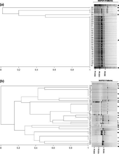 A Dendrogram And Dna Fingerprints Patterns Of Salmonella Kentucky
