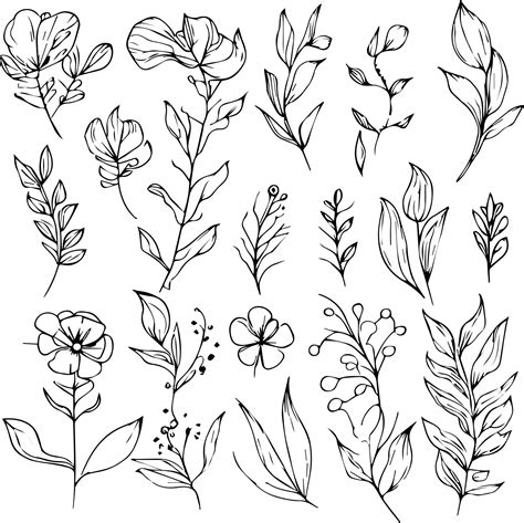 Botanical Line Drawing Leaves Botanical Line Art Wildflower Botanical
