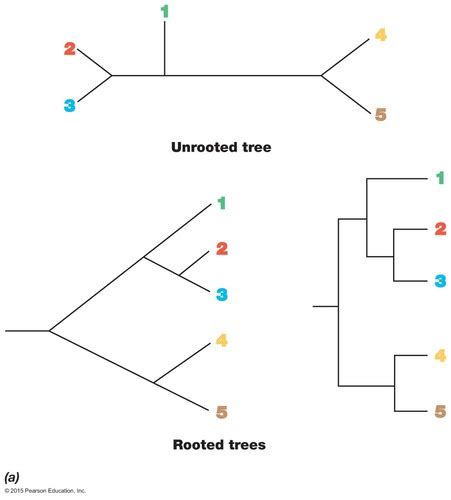 Lecture Taxonomy Flashcards Quizlet