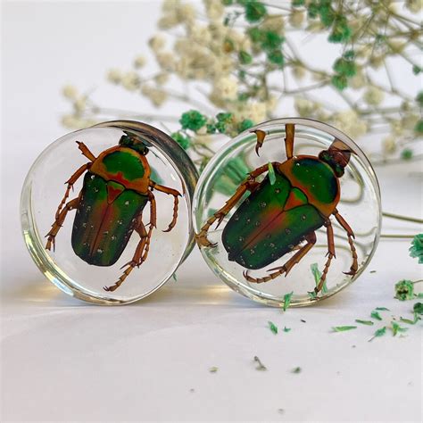 REAL Green Shiny Flower Beetles Gauge Real Bug Gauges Insect Gauges Big Gauges Size