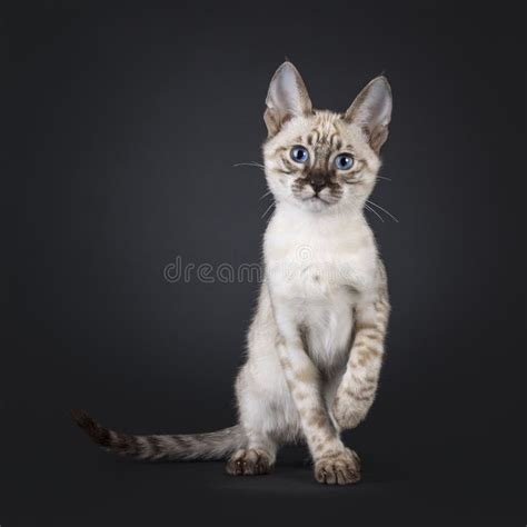 F6 Mink Savannah Cat On Black Background Stock Image Image Of Brown