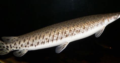 Fishes Lepisosteus
