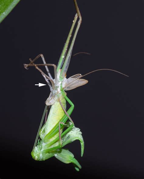Katydid Life Cycle False Katydid Field Guide To Common Texas