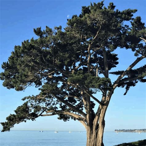 35 Types Of Coniferous Trees With Identification Pictures