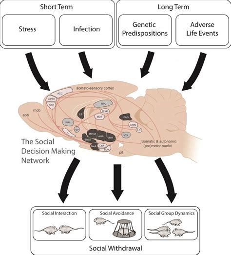 Schematic Map Of The Cortical And Subcortical Brain Structures That