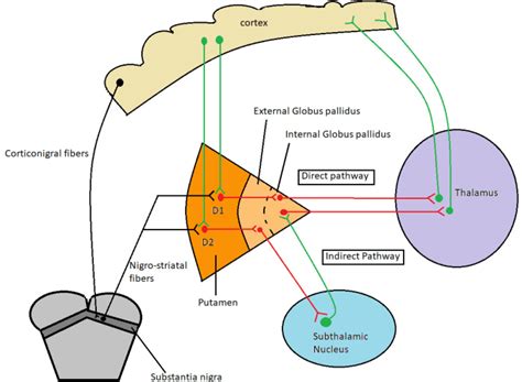 Teach Simplified And Personalized Medicine Lessons By Chulaguptha Fiverr