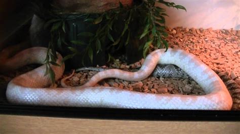 Corn Snakes Matingbreeding Youtube