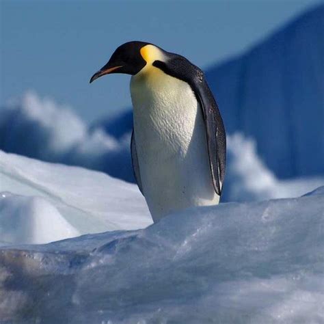 Adult Emperor Penguin Regurgitating