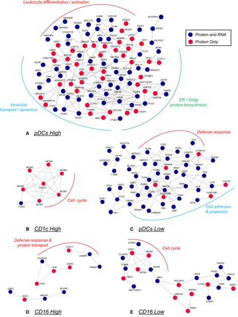 Proteomics Of Human Dendritic Cell Subsets Reveals Subset Specific Surface Markers And