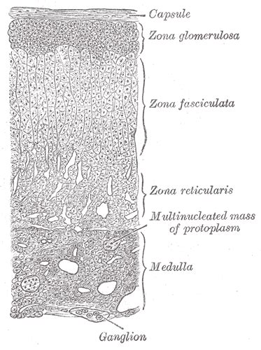 Chromaffin Cell Wikipedia