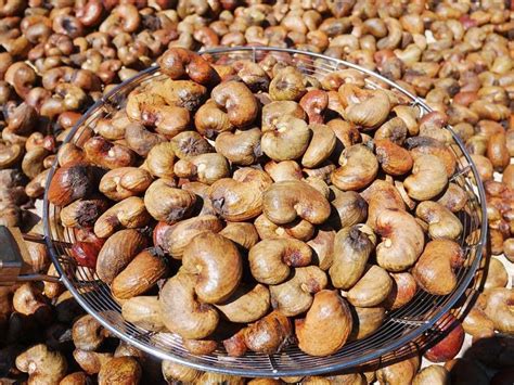 ឥណ្ឌា ចង់បង្កើនការទិញគ្រាប់ស្វាយចន្ទី ៤ពាន់តោននៅឆ្នាំក្រោយ ខណៈកម្ពុជាខ្វះមធ្យោបាយដឹកជញ្ជូន