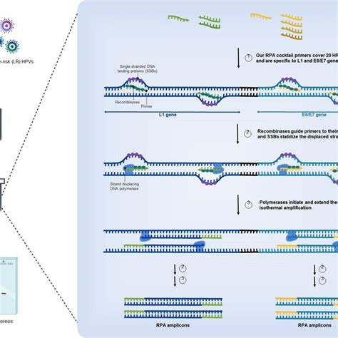 Schematic Illustration Of Rpa And Multiplex 2 Gene Amplification