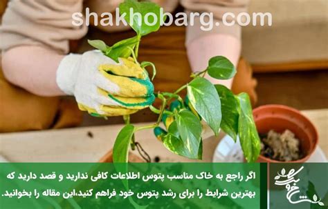 خاک مناسب پتوس چیست؟ فیلم اموزش تعویض گلدان پتوس