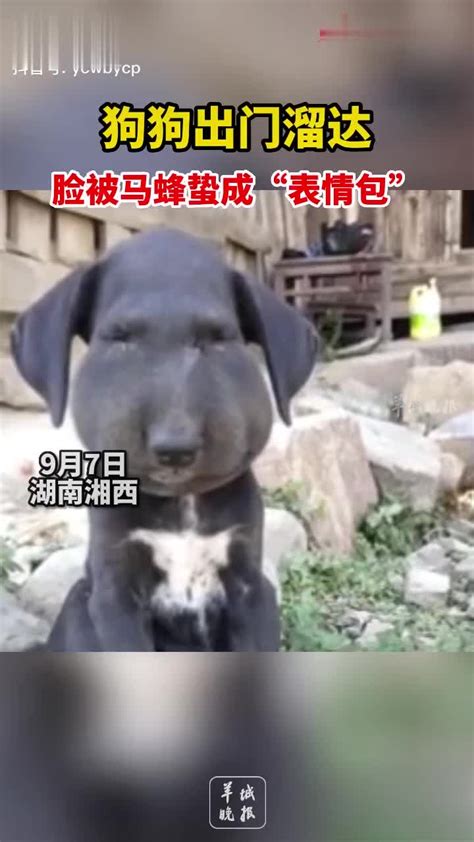 狗狗出门溜达 脸被马蜂蛰成“表情包”狗马蜂新浪新闻