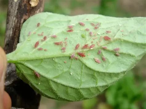10 Maneras Efectivas De Eliminar Chinches Verdes De Tus Plantas De